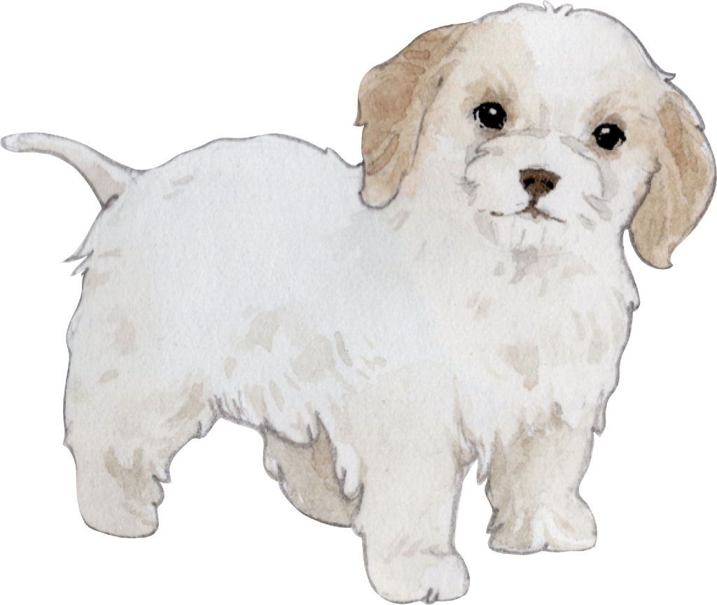 The Cavachon